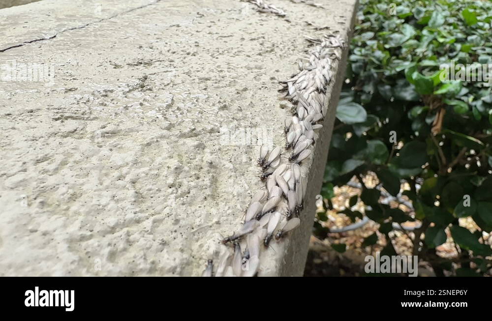 Infestation house Stock Videos & Footage - HD and 4K Video Clips - Alamy