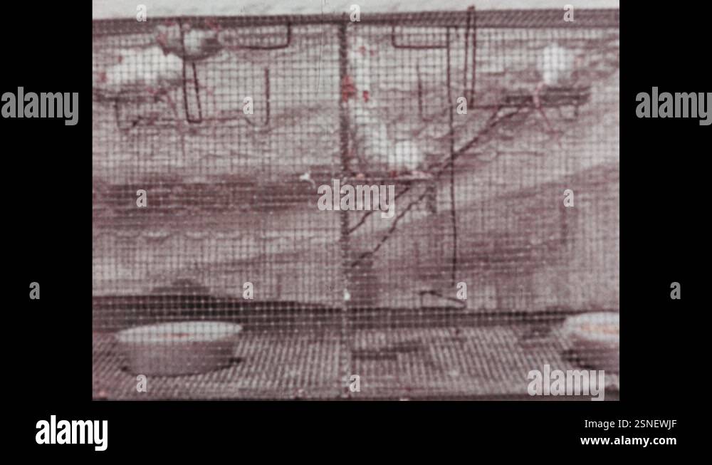 Rat in lab cage Stock Videos & Footage - HD and 4K Video Clips - Alamy