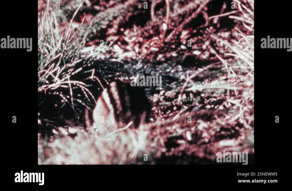 1970s: Chipmunks gather food. Hawk in flight. Snake eats rodent ...