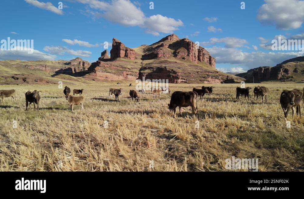 Wonder cows Stock Videos & Footage - HD and 4K Video Clips - Alamy