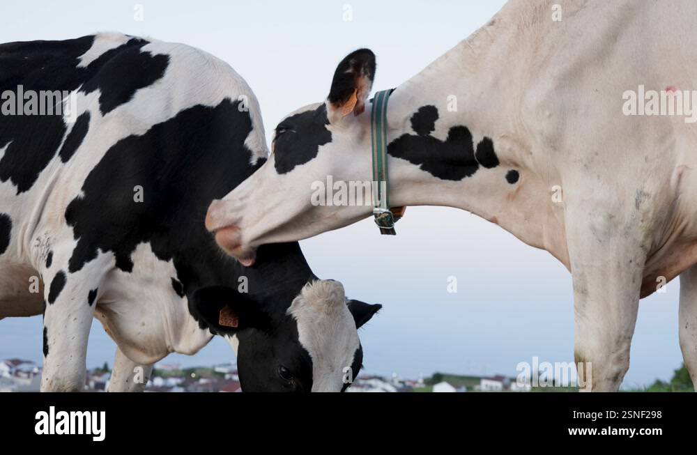 Dairy cow licks skin of another black-and-white Holstein Friesian in ...