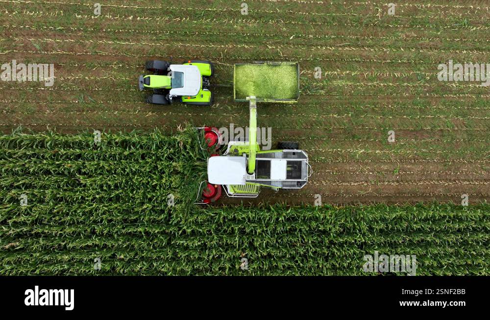 Combine harvesting maize silage for cattle feed, overhead aerial ...