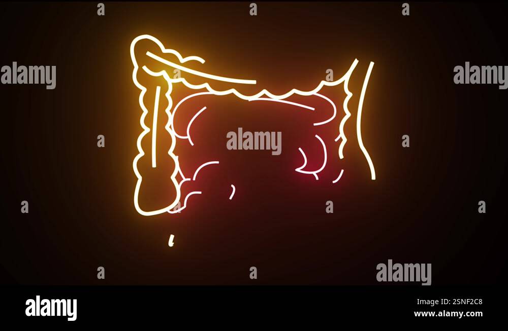 Yellow neon anatomy of the human digestive system. Anatomy of the human ...