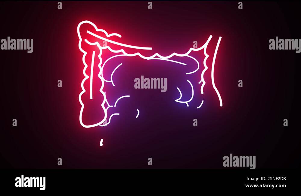 Red neon anatomy of the human digestive system. Anatomy of the human ...