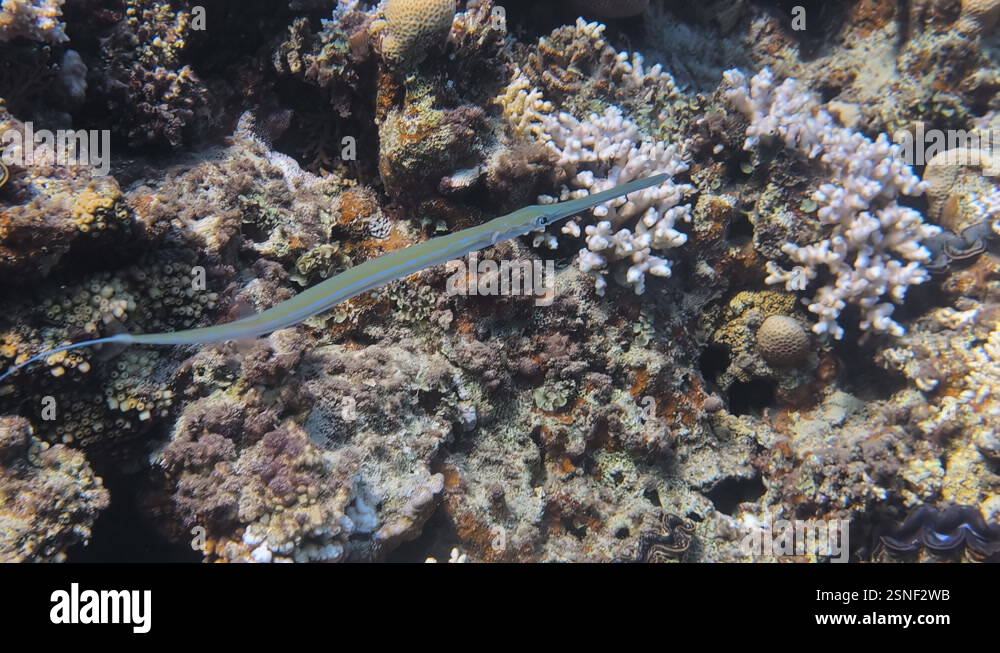 Long eel Stock Videos & Footage - HD and 4K Video Clips - Alamy