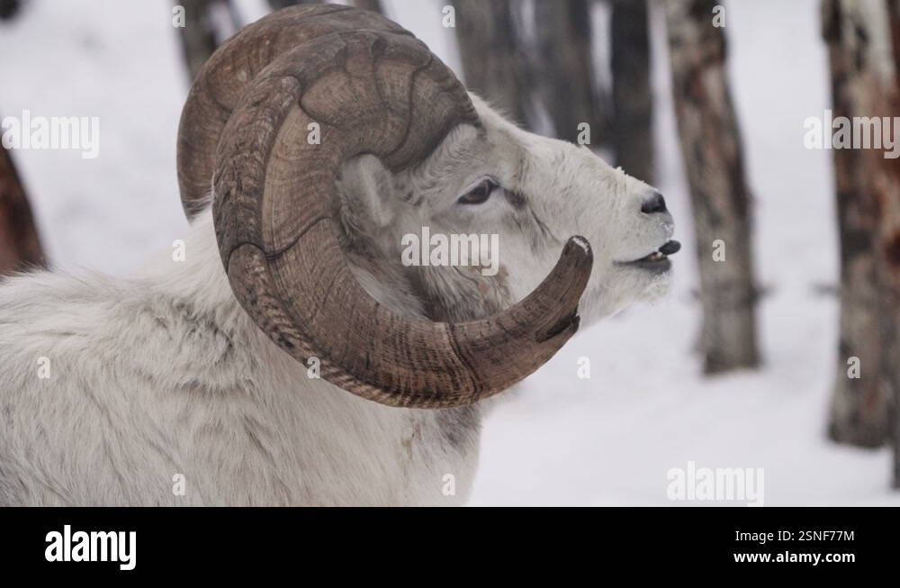 Dall see sheep Stock Videos & Footage - HD and 4K Video Clips - Alamy