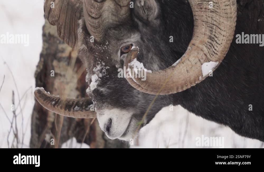Curled horn Stock Videos & Footage - HD and 4K Video Clips - Alamy