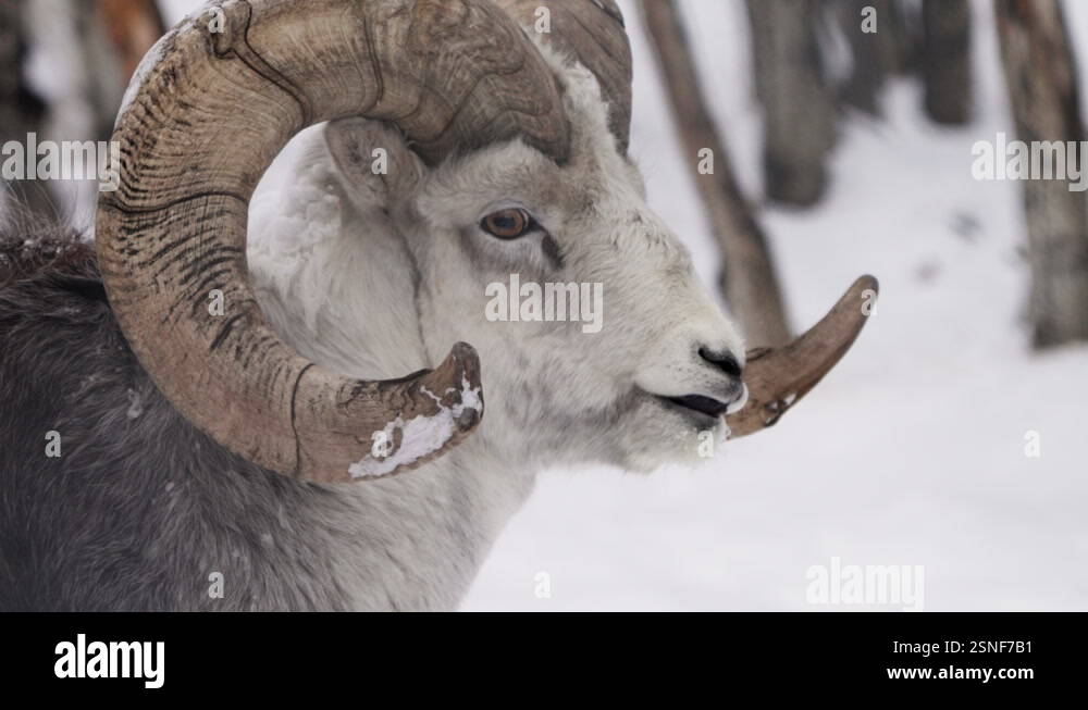 Curled horns Stock Videos & Footage - HD and 4K Video Clips - Alamy