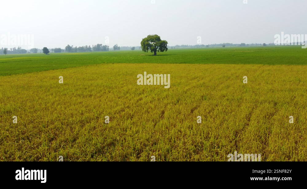 Terai region Stock Videos & Footage - HD and 4K Video Clips - Alamy