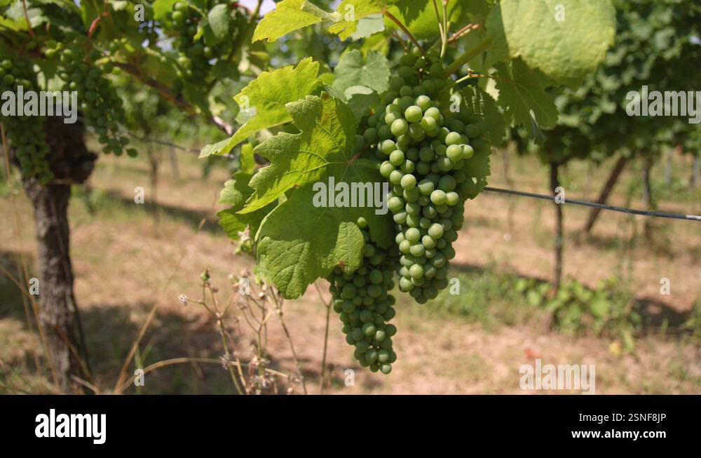 Hanging Green Cluster Of Grapes For Verjuice Production. Pullback Shot ...