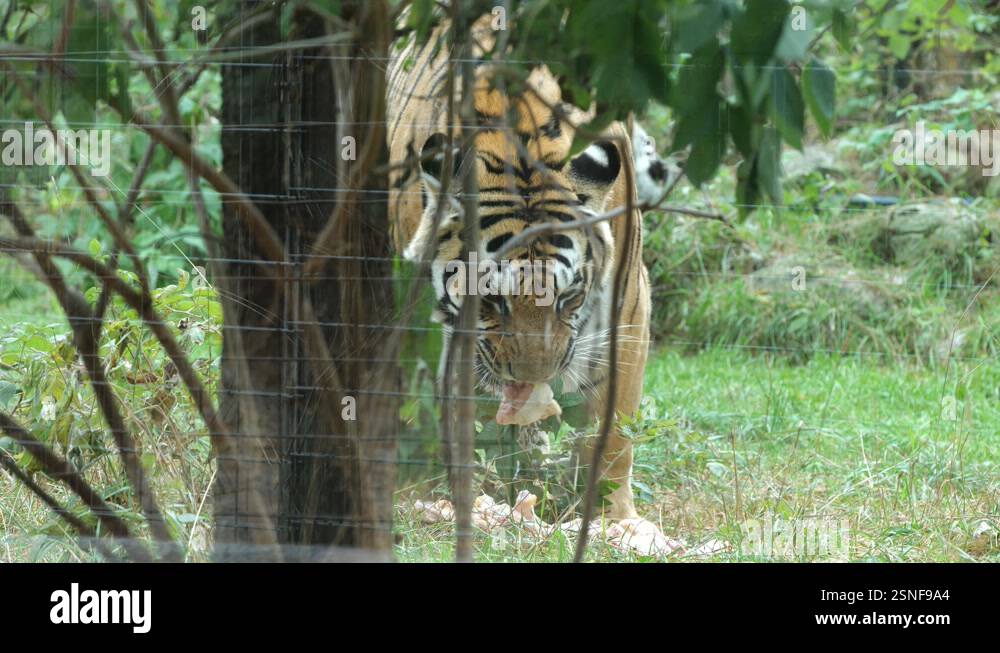 Captive enclosure Stock Videos & Footage - HD and 4K Video Clips - Alamy