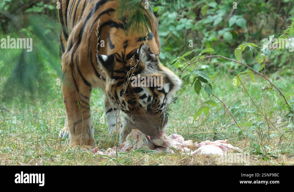 A Tiger Eats Raw Meat That Lives in Captivity Stock Video Footage - Alamy