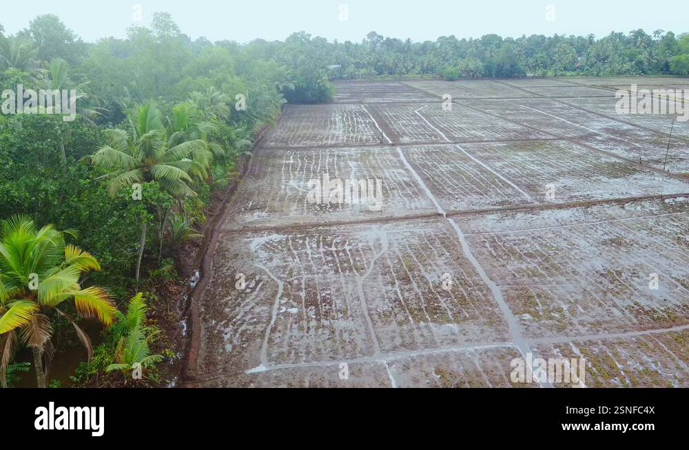 Areal view of Paddy field land Preparation before Rice cultivation in ...