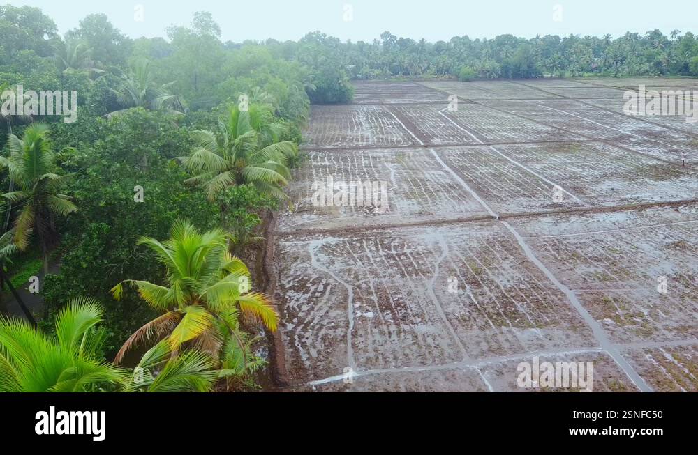 Areal view of rice field in Kerala, India, Asia, Soil Preparation ...