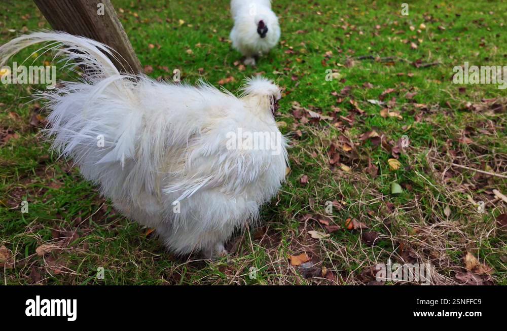 Chinese silk hen Stock Videos & Footage - HD and 4K Video Clips - Alamy