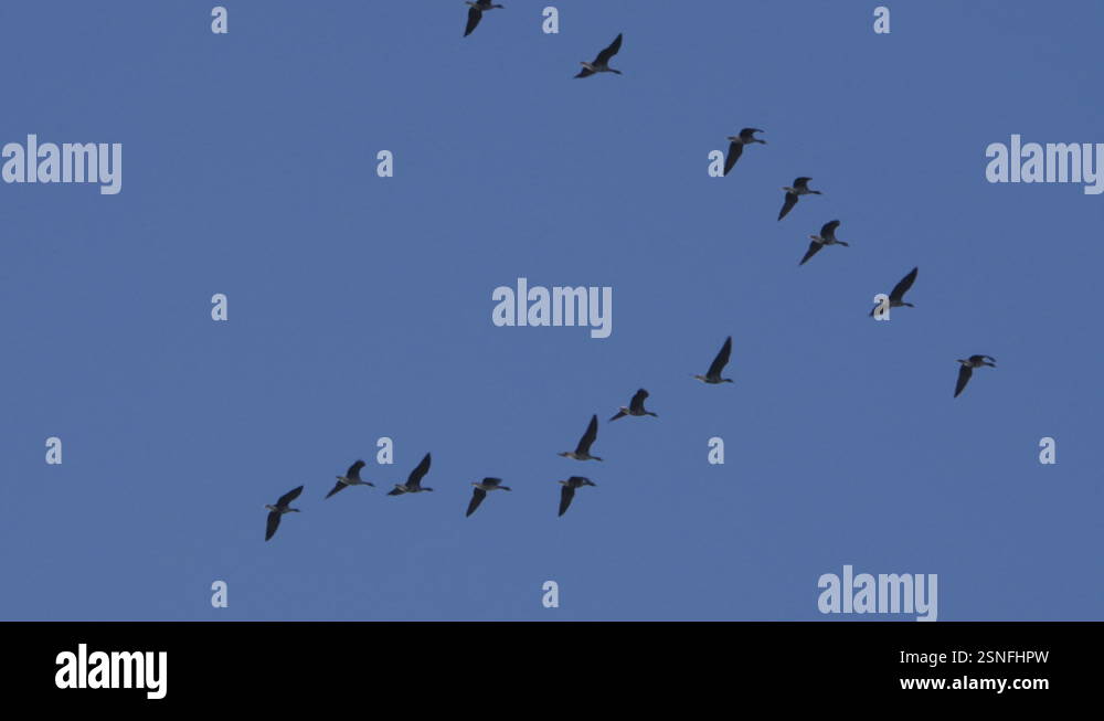 Birds flight flock v formation Stock Videos & Footage - HD and 4K Video ...