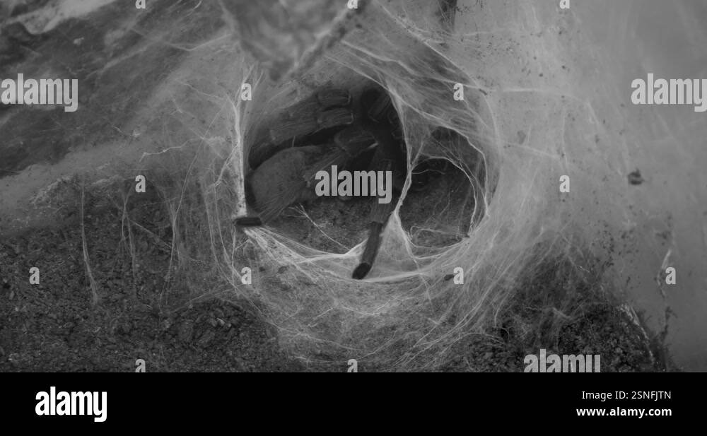 Spider in tunnel web Stock Videos & Footage - HD and 4K Video Clips - Alamy