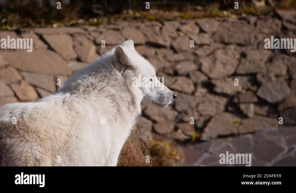Arctic wolf standing alertly, scanning its rocky surroundings. Thick ...