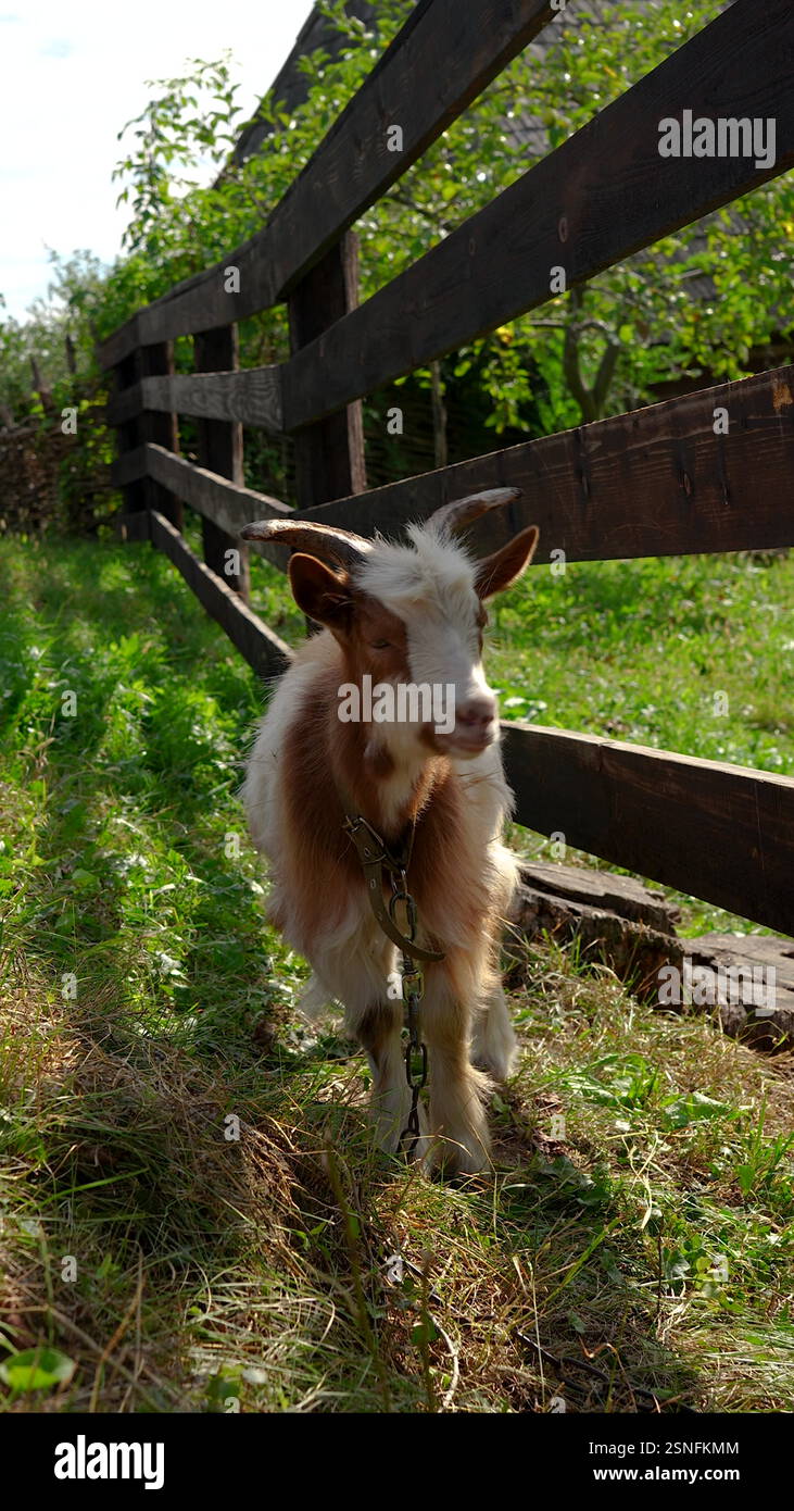 Vertical footage of curious goat on green spring grass standing near ...