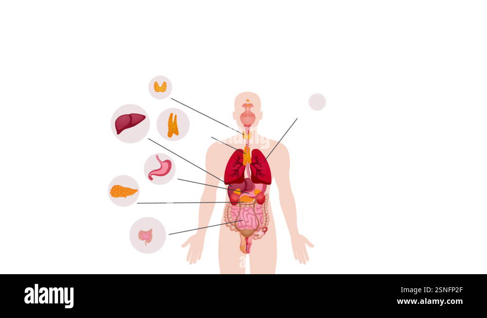 Anatomy Of The Human Body Information Infographic Background Stock ...