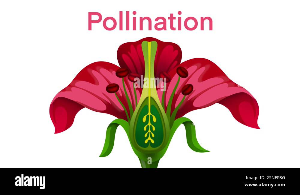 Plants pollination process Stock Videos & Footage - HD and 4K Video ...