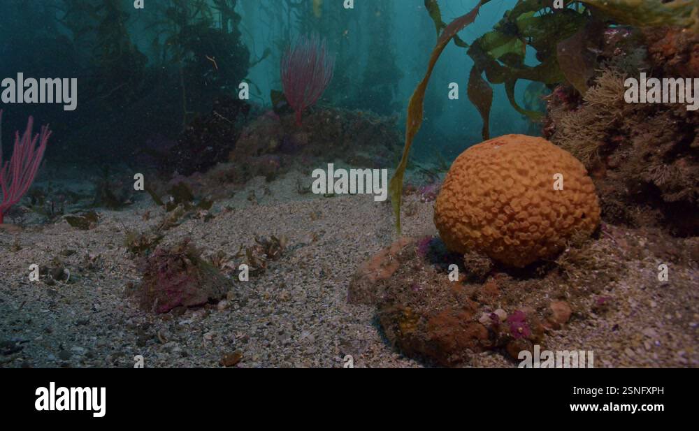 Sponge bed Stock Videos & Footage - HD and 4K Video Clips - Alamy