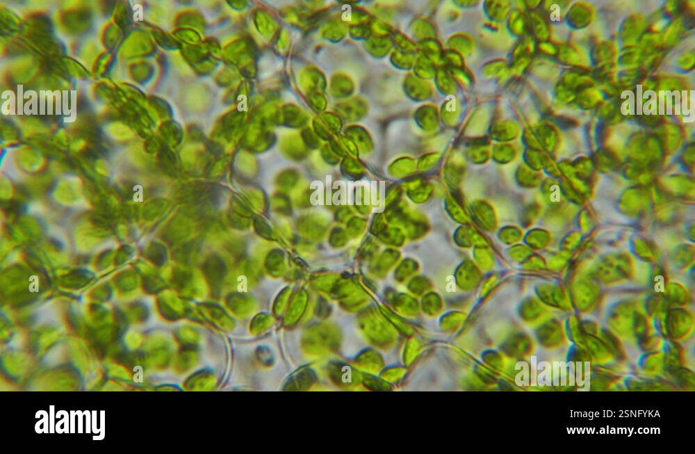 Chloroplast under microscope. Cell division. Cell Structure With Live Bacte Stock Video Footage ...