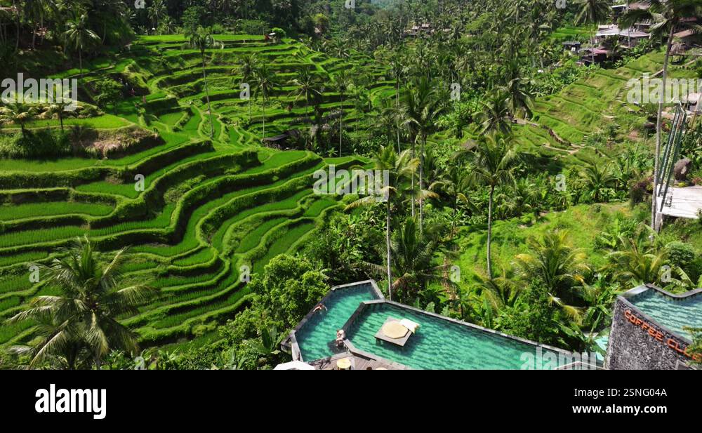 Overhead Aerial of Ubud Rice Terraces in Bali, with Greenery and ...