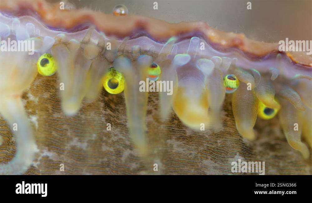 Mollusca Chlamys islandica, family Pectinidae under microscope ...