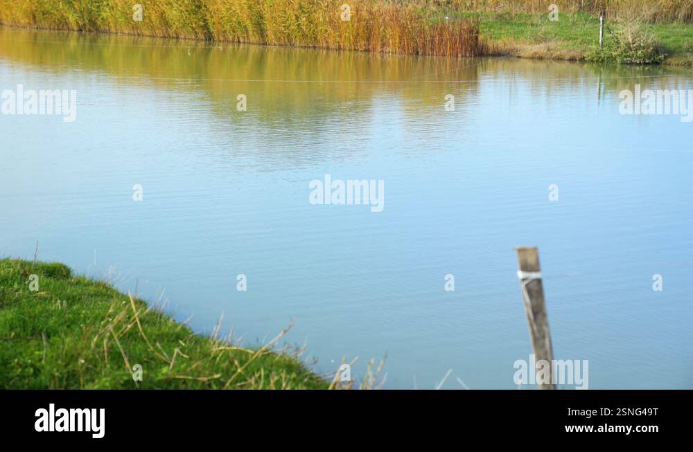 Fish ripple Stock Videos & Footage - HD and 4K Video Clips - Alamy