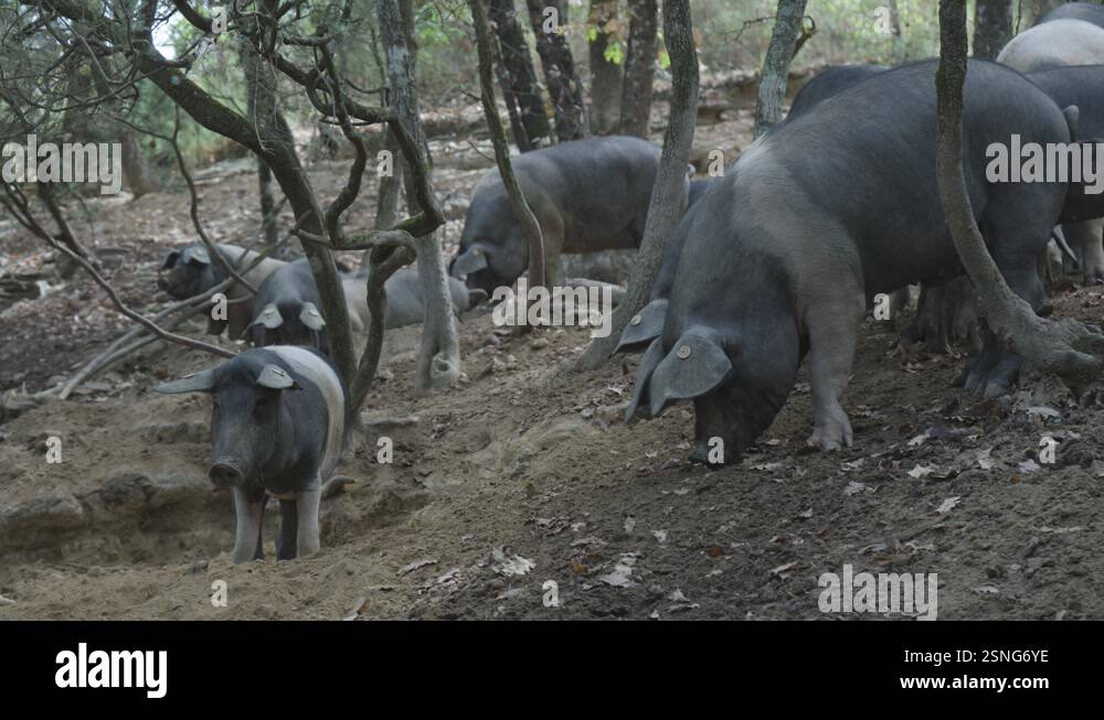 Cinta Senese pigs forage for roots on sloped forest with small oak ...