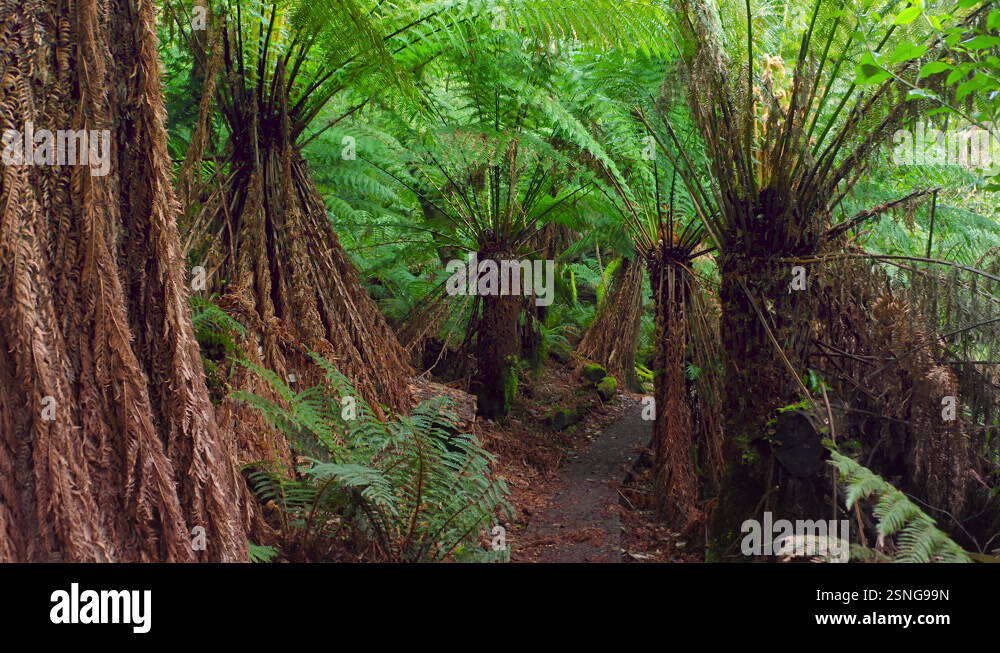 National nature reserve trail Stock Videos & Footage - HD and 4K Video ...