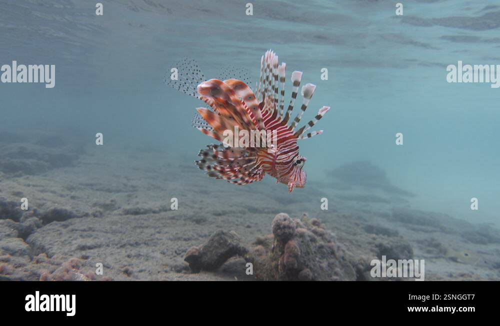Red sea jordan fish Stock Videos & Footage - HD and 4K Video Clips - Alamy