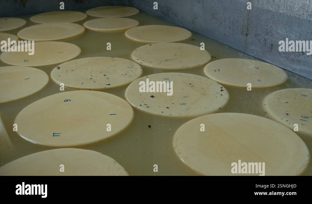 Wheels of Cheese Floating in Tub of Brine during Salting Process Stock ...