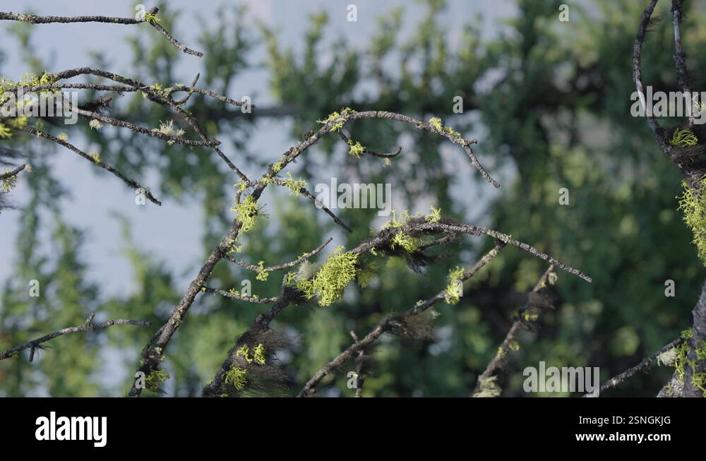 Evergreen Trees in Banff National Park, Canada. 4K Vertical Close Up ...