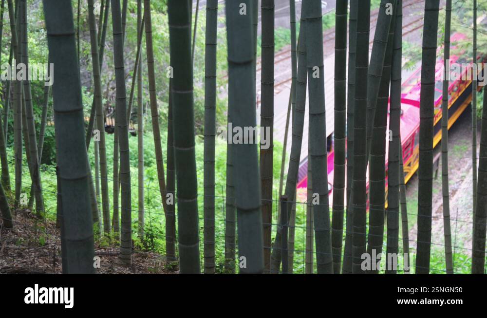 Sagano Train Seen Through Bamboo Forest in Arashiyama, Kyoto Japan ...