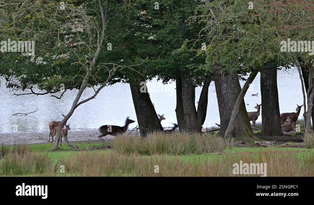 Playful red deer juveniles and calves playing, running and jumping ...