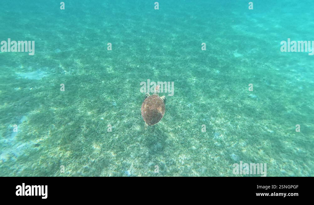 underwater footage of Loggerhead sea turtle swimming in cozumel, mexico ...