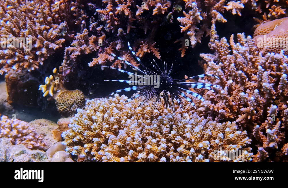 Lionfish - one of the nocturnal venomous predators living in the coral ...