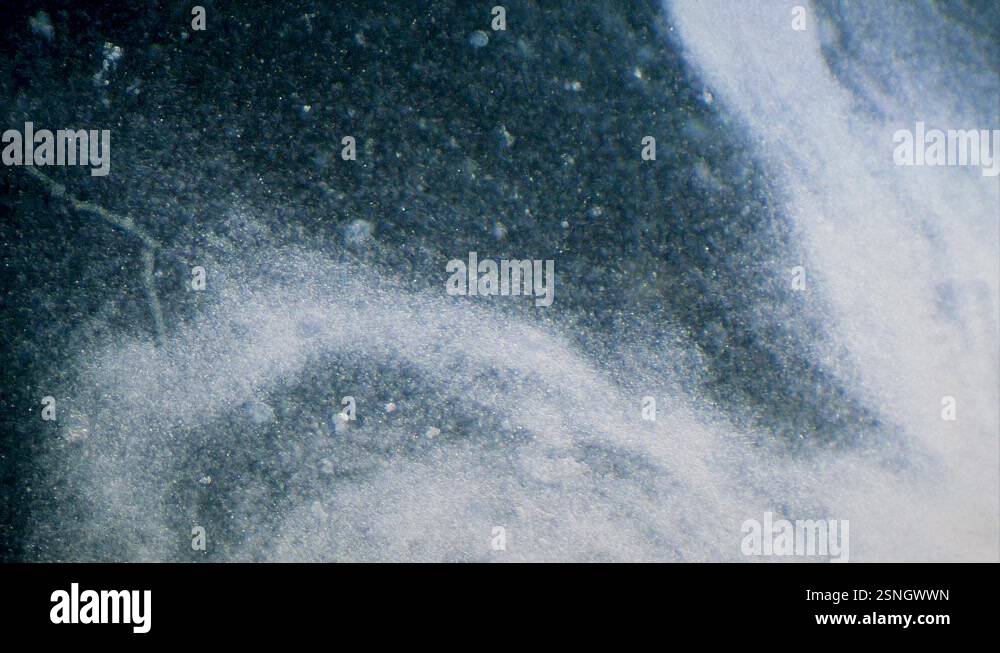Bacterial colony biofilm moving under microscope dark field wits some single Stock Video Footage ...
