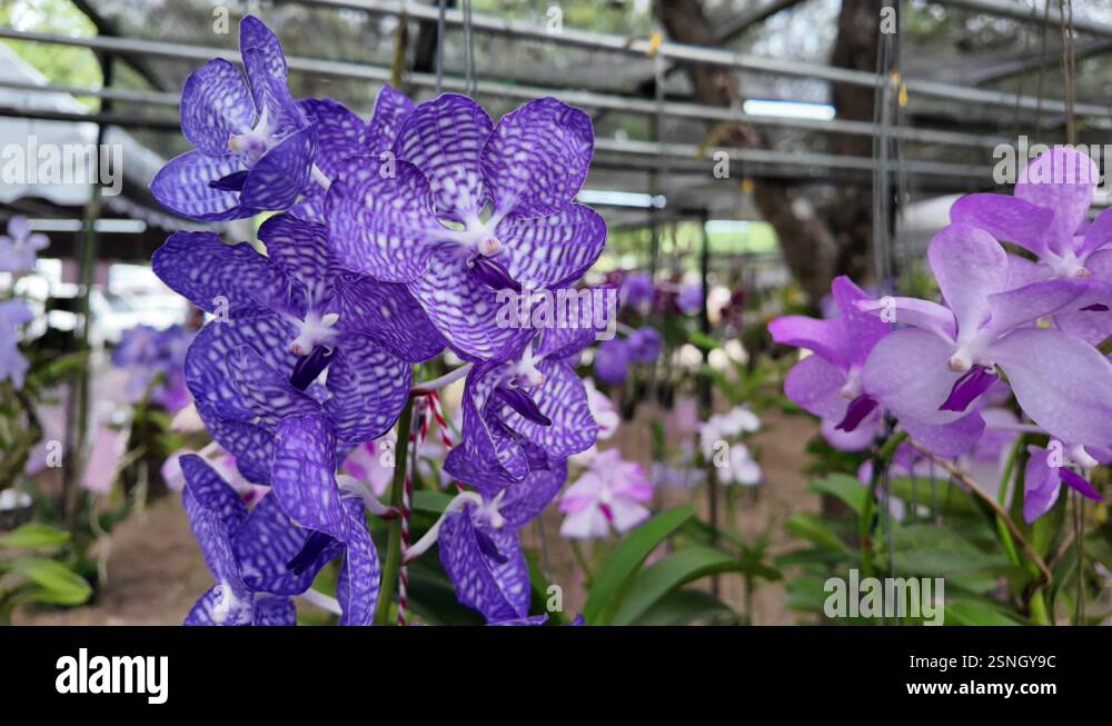 Vandaorchid Stock Videos & Footage - HD and 4K Video Clips - Alamy