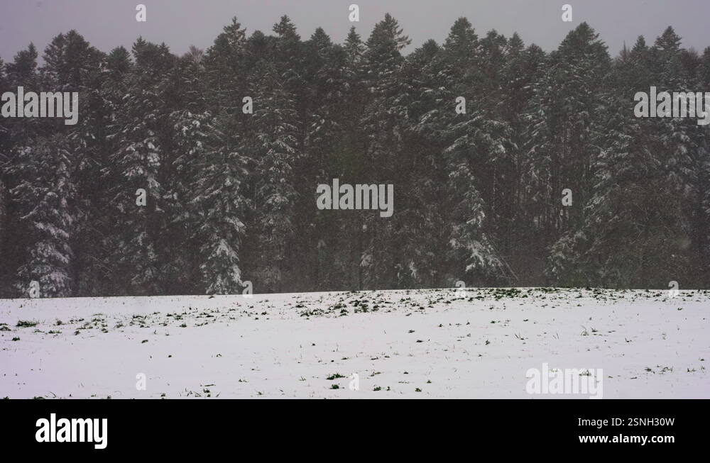 Pine trees on the forest with snow falling, camera slowly panning from ...