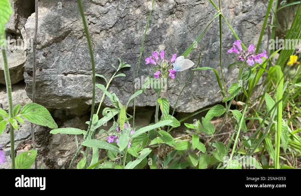 Butterfly shaped leaves Stock Videos & Footage - HD and 4K Video Clips ...
