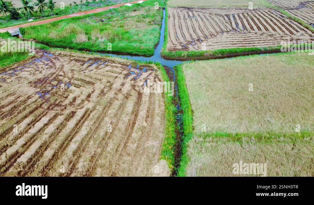 Irrigation system, The rice crop is ready for harvest. The rice fields ...