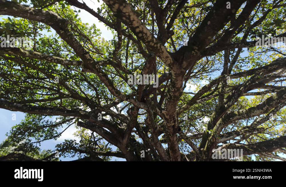 Century oldtree Stock Videos & Footage - HD and 4K Video Clips - Alamy