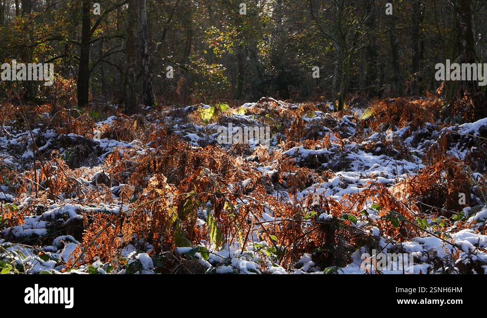 Snow covered common Stock Videos & Footage - HD and 4K Video Clips - Alamy