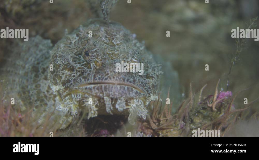 Sea raven Stock Videos & Footage - HD and 4K Video Clips - Alamy