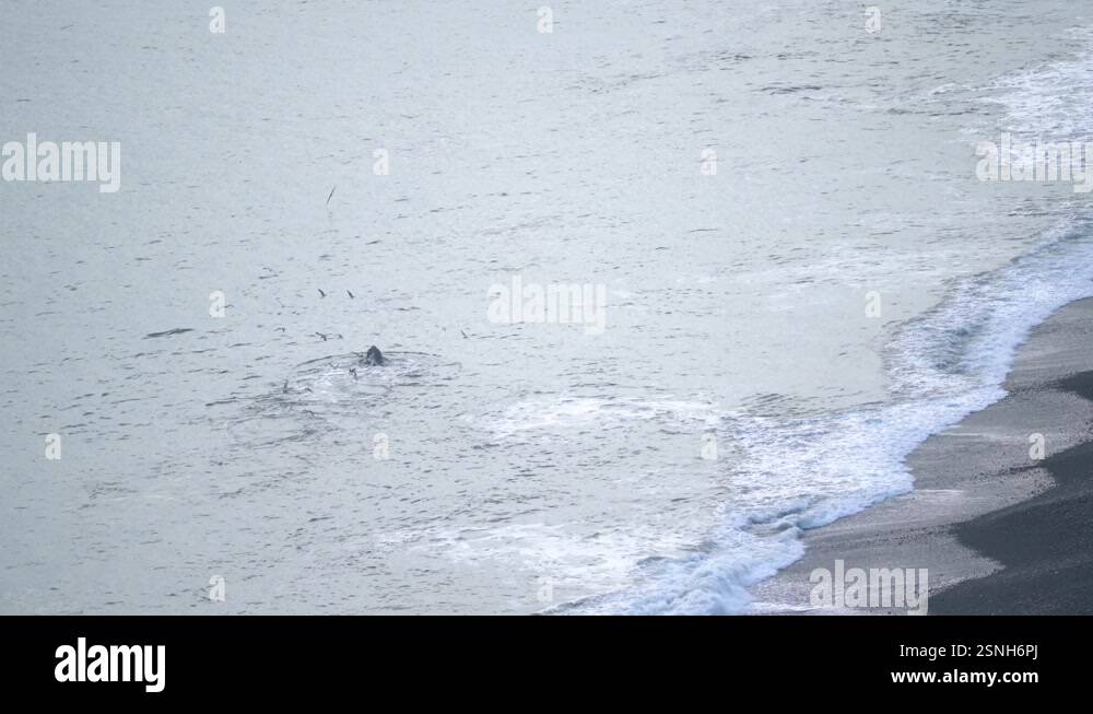 Humpback whale birds Stock Videos & Footage - HD and 4K Video Clips - Alamy