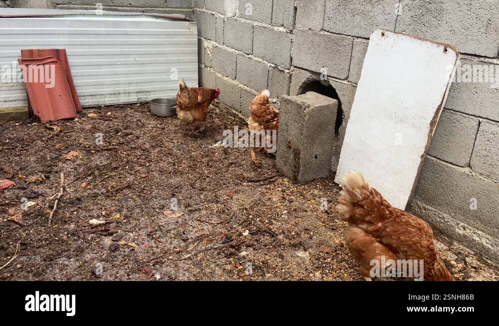 This quaint chicken coop stands as a symbol of sustainable living ...