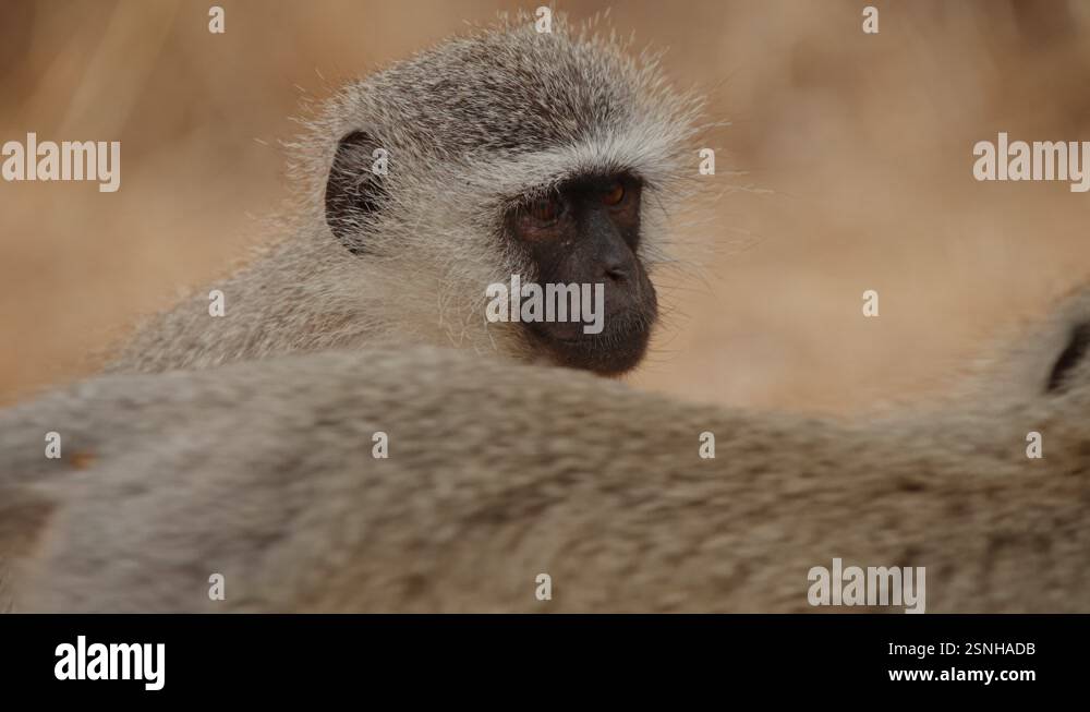 Vervet Monkey Gazing in Savanna of Kruger National Park Stock Video ...